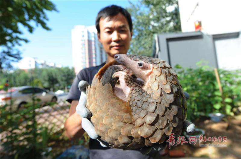 Endangered Pangolin rescued, ready for release - China Plus