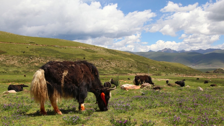 Yaks enjoy grassland of Tibet - China Plus