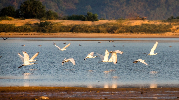 Bird-watching season approaches as rare birds migrate to Poyang Lake ...