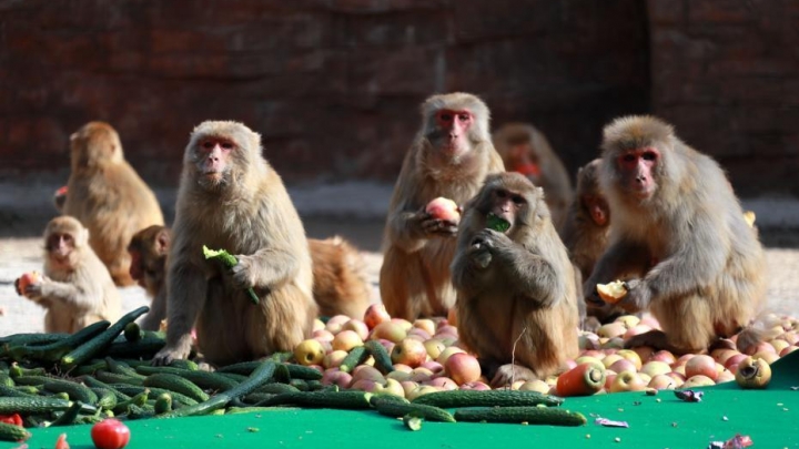 A New Year party for wild monkeys in C. China - China Plus