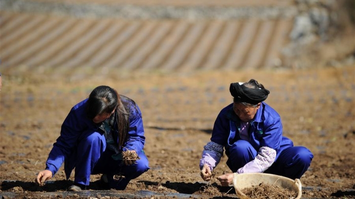 Farmers benefit from economic structural reform in China's Guizhou ...