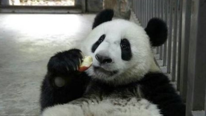 Panda receives rehabilitation after complex surgery - China Plus