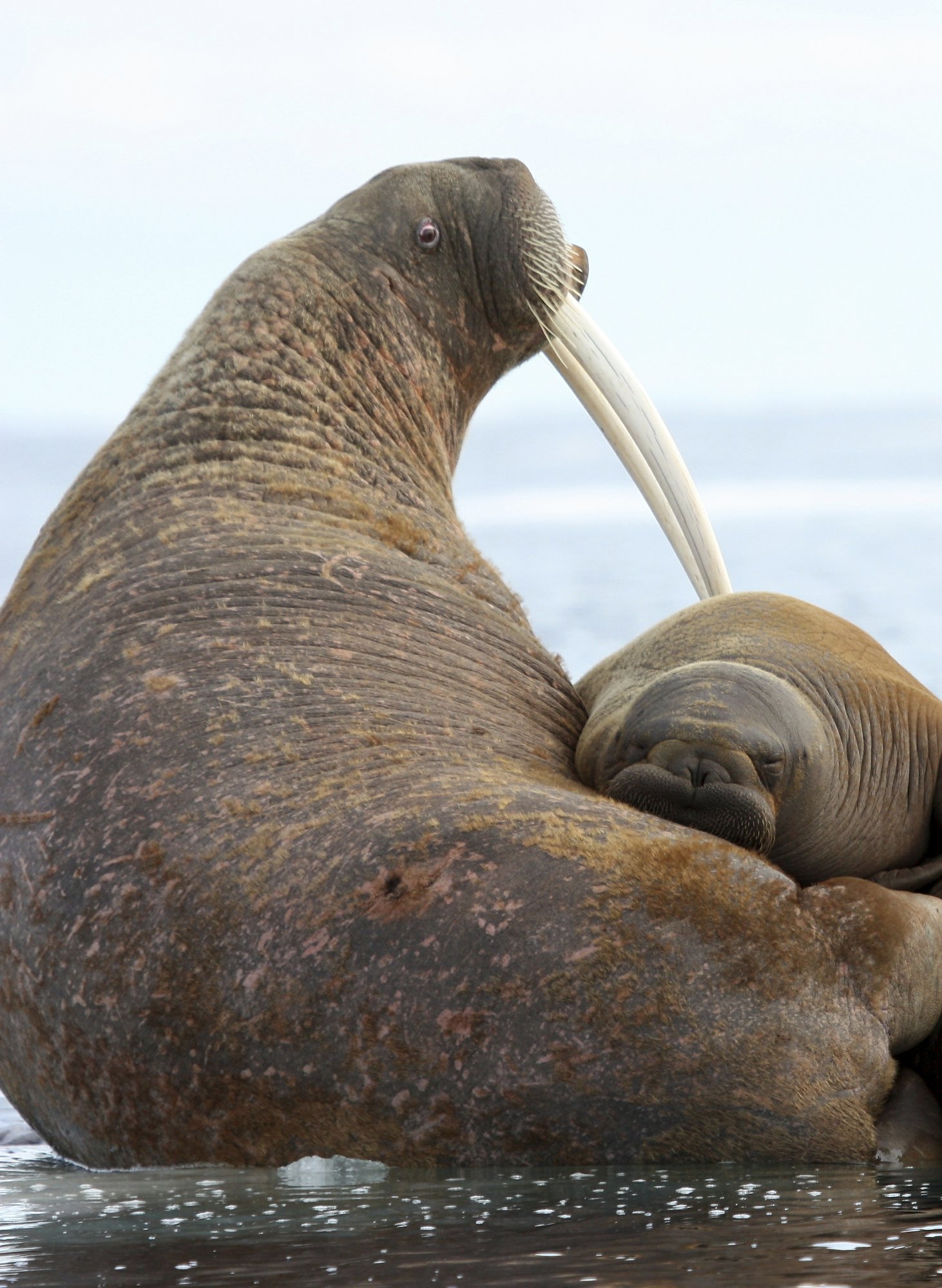 As sea ice melts, some say walruses need better protection - China Plus