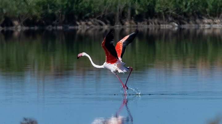 Rare flamingo spotted in northwest China - China Plus