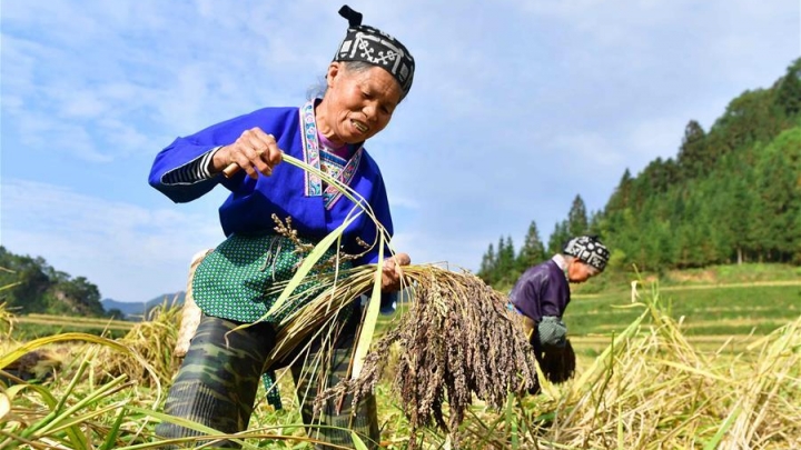Purple glutinous rice harvested in China's Guangxi - China Plus