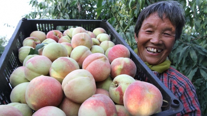 Farmers harvest winter peaches in Hebei Province - China Plus