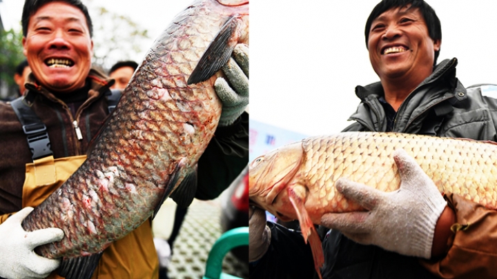 "Fish King" selected in east China - China Plus