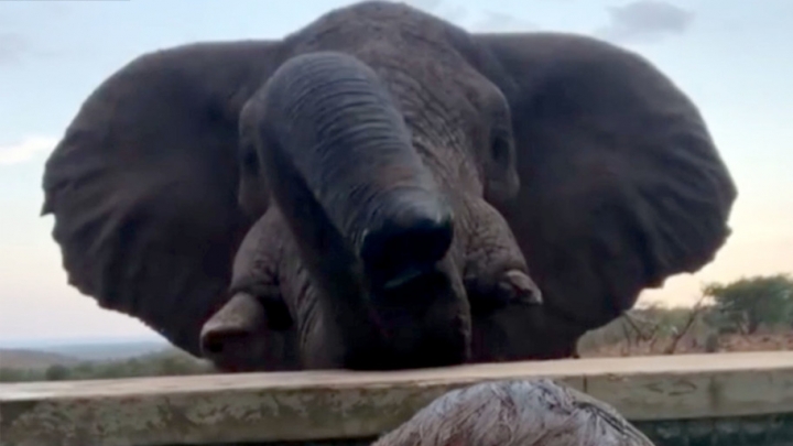 Elephant's surprise visit - China Plus