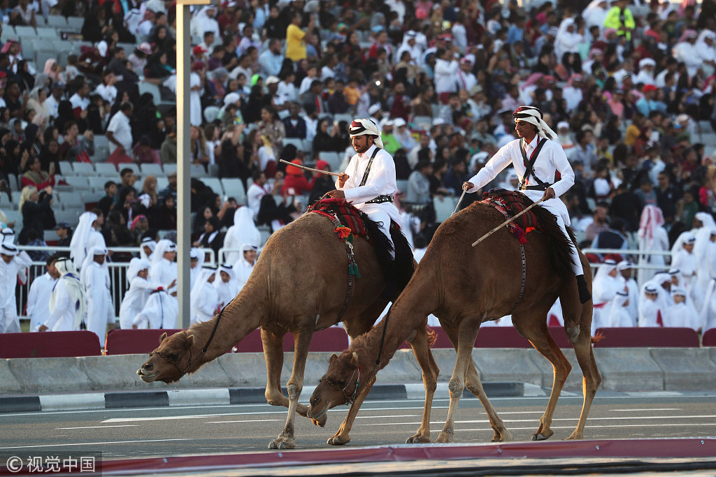 Camel appearance in Qatar's National Day celebrations - China plus