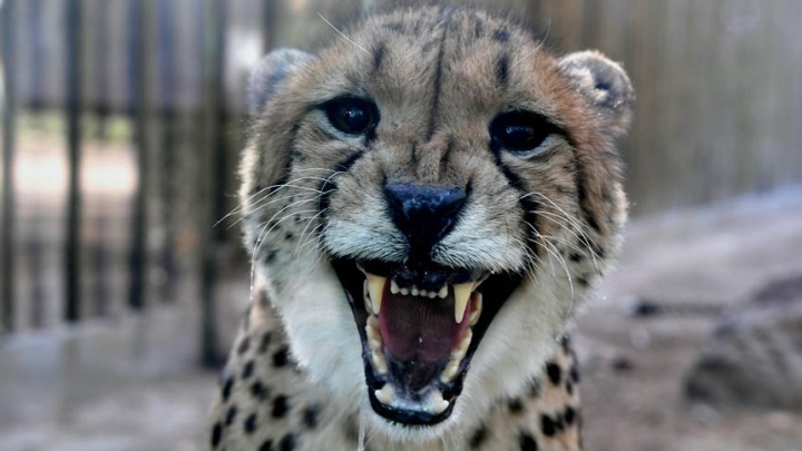 Zhengzhou Zoo welcomes fives couples of cheetahs from South Africa ...