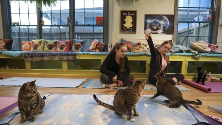 Participants enjoy Yoga with Cats class in Houston - China Plus