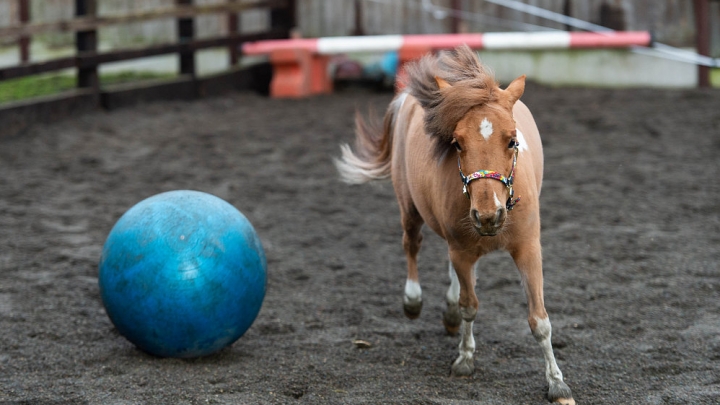 Tony the pony, who loves playing football - China Plus