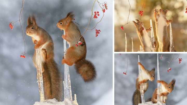 Ice pole dancing? Red squirrels on the hunt - China Plus