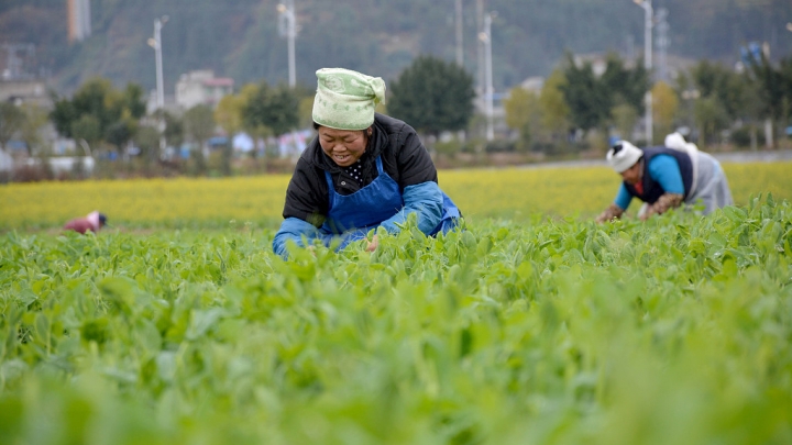 No. 1 central document prioritizes agricultural, rural development ...
