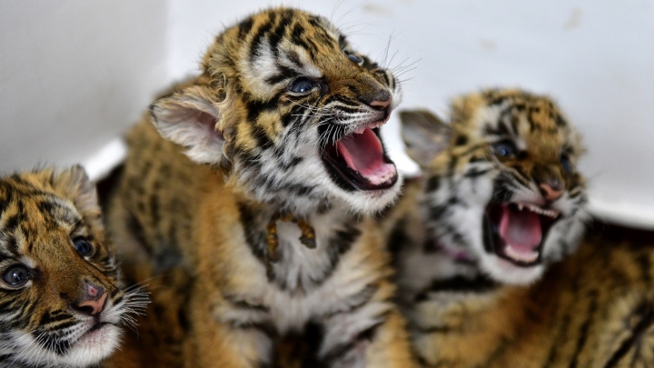 Tiger cubs make debut in Henan - China Plus