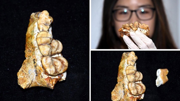 Chinese paleontologist discovers prehistoric bear-dog fossil - China Plus