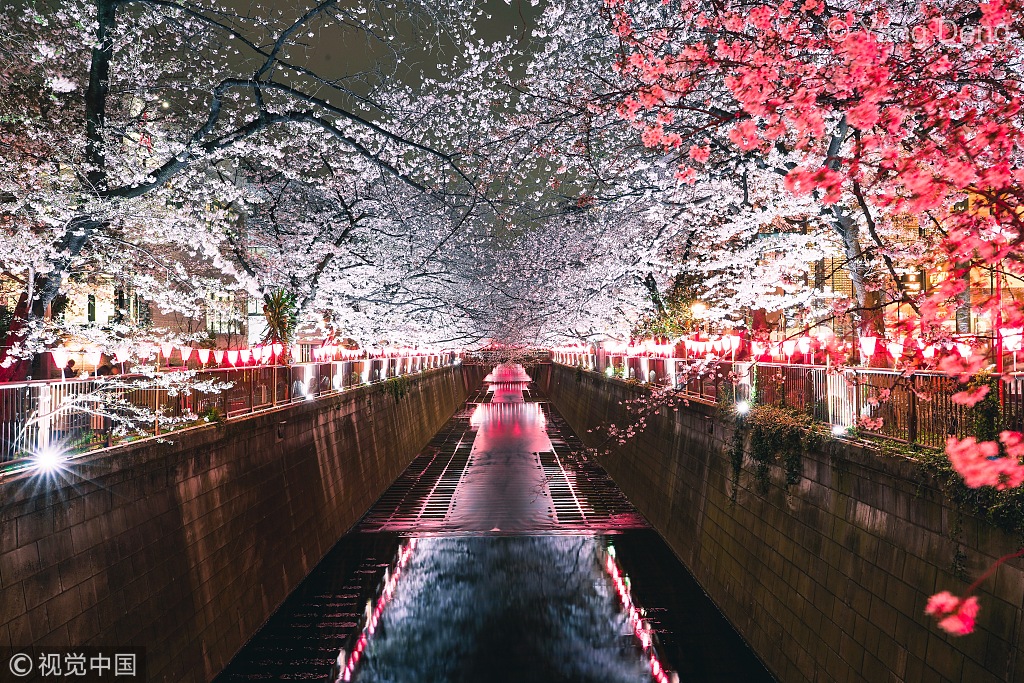 Lanterns light up cherry blossoms at night along Tokyo river - China Plus