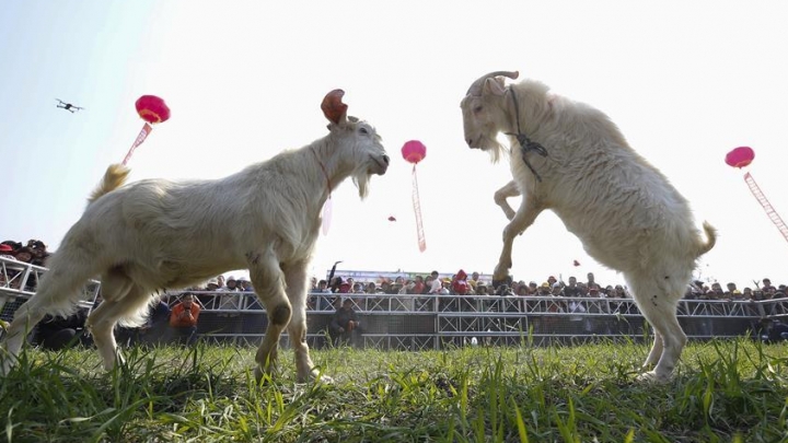 Goat fighting competition held in China's Jiangsu - China Plus