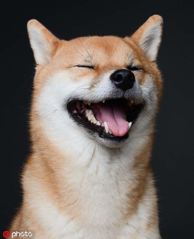 Shiba Inu: The dog with a healing smile - China Plus