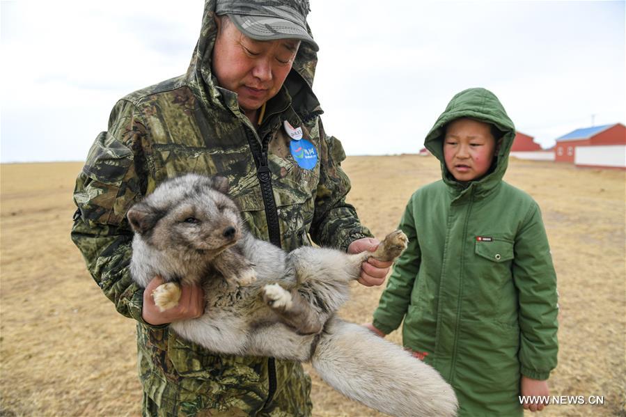 Wildlife protection in Inner Mongolia Autonomous Region - China Plus