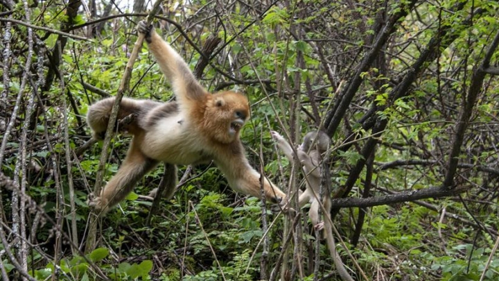Golden monkey population in Hubei region doubles - China Plus