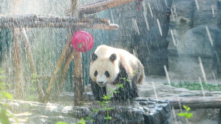 Panda beats the summer heat - China Plus
