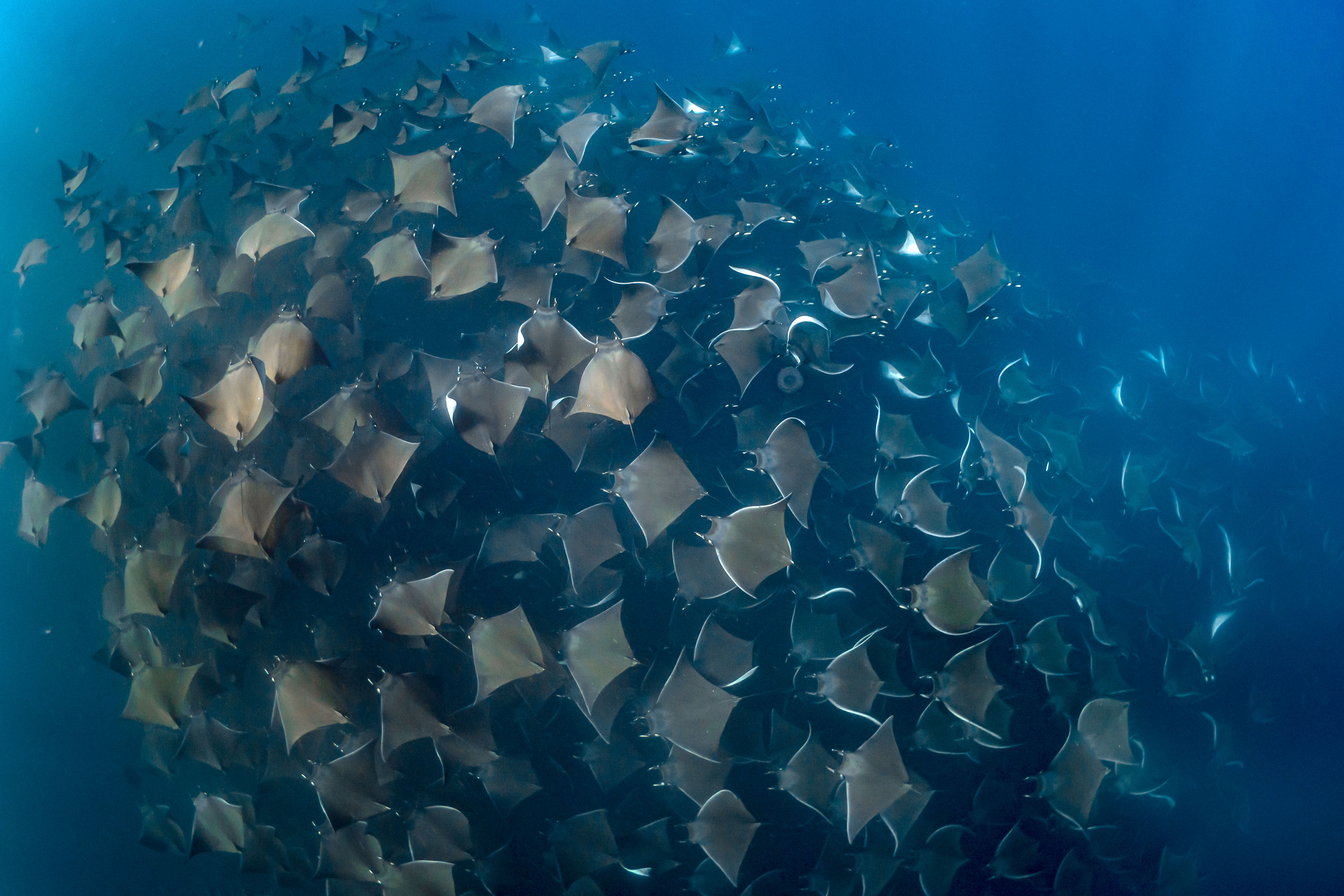 Migrating manta rays make stunning scene - China Plus