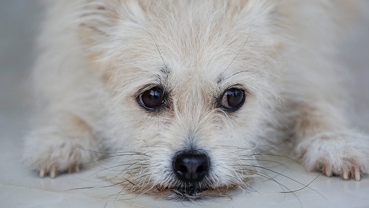 Masters of manipulation: the evolution of 'puppy dog eyes' - China Plus