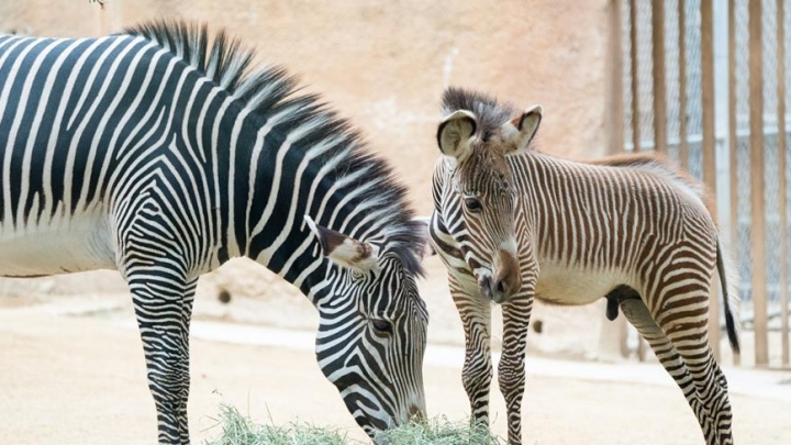 Zebra foal debuts at Los Angeles Zoo - China Plus