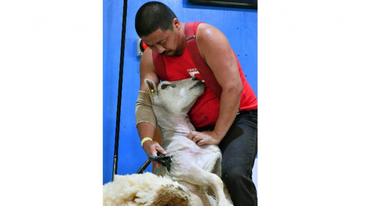 World Sheep-shearing Championships held in France - China Plus