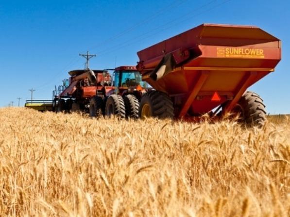 7400 aplikime për subvencion, 20 mijë ha më shumë me grurë