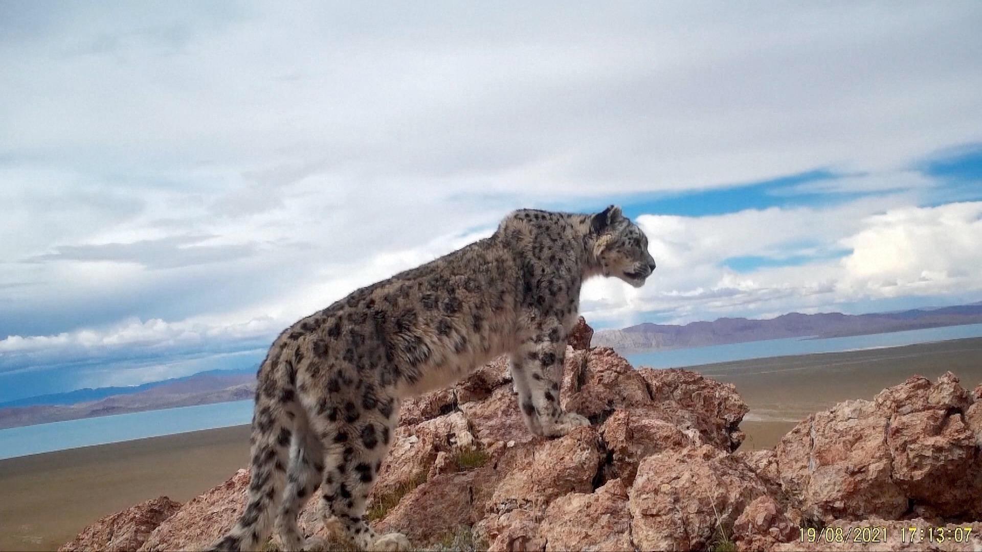Peste 100 de leoparzi de zăpadă în Rezervația Qomolangma din Tibet