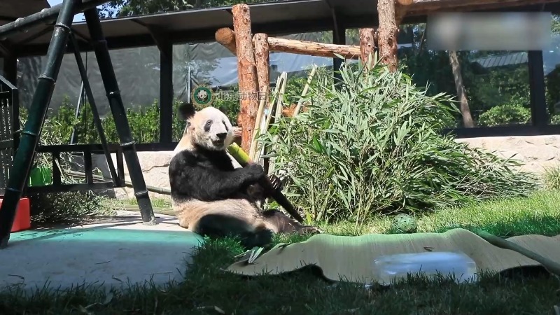 Grija pentru ursul panda Yaya