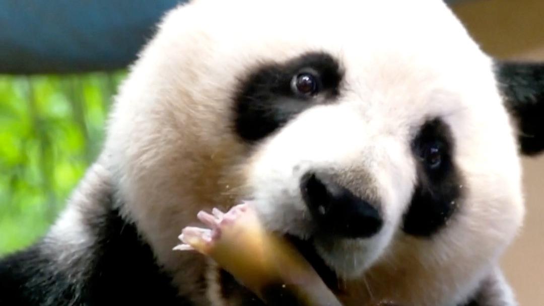 Što jedu pande?