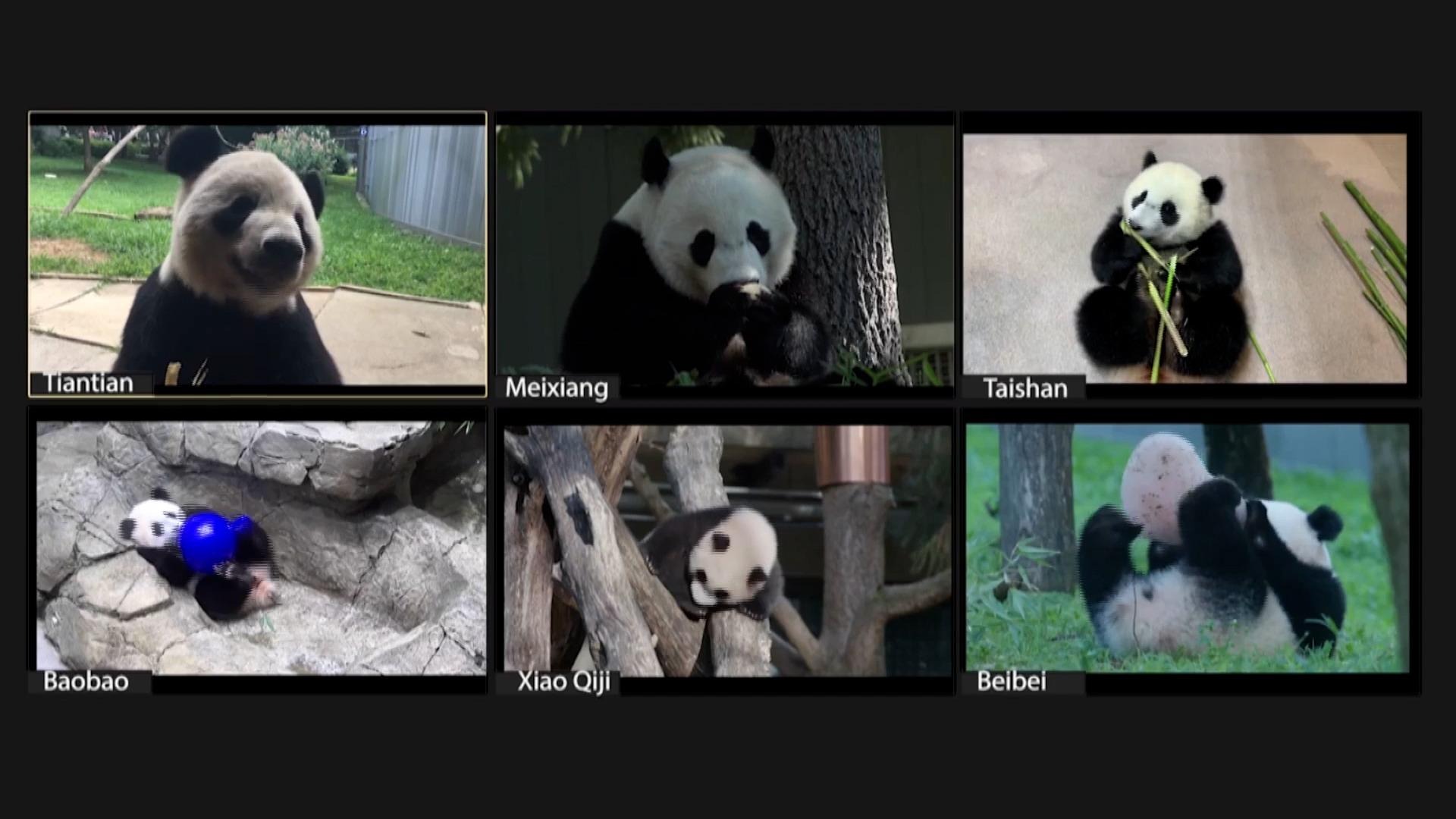 Große Pandas Meixiang, Tiantian und Xiaoqiji werden planmäßig Ende dieses Jahres aus den USA ...