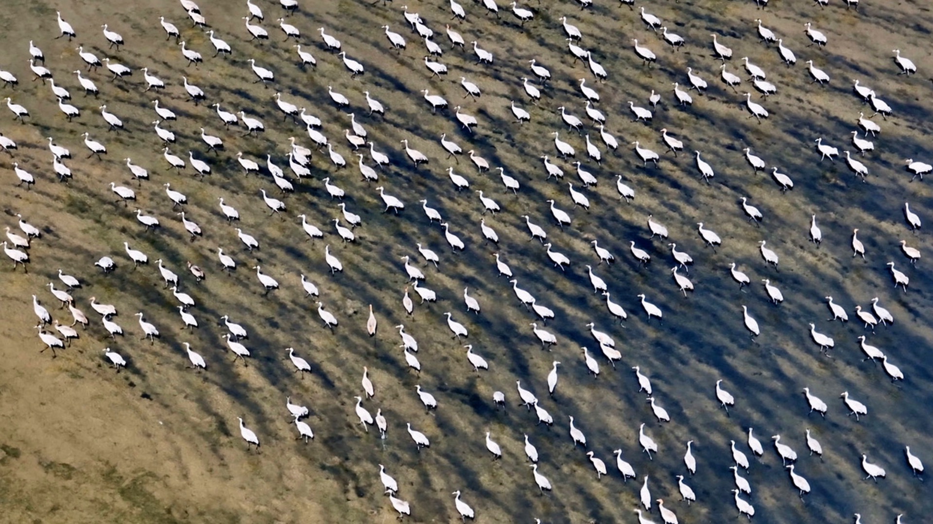 Ptice selice lete na jezero Ebinur u Xinjiangu na sjeverozapadu Kine