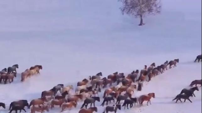 Arkliai šuoliuoja per Vidinės Mongolijos pievas