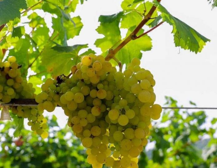 Prodhimi vjetor i rrushit u rrit në mbi 211 mijë tonë